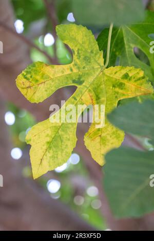 fig leaves in autumn, Mallorca, Balearic Islands, Spain Stock Photo - Alamy