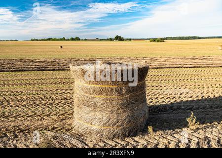 Flax seed cultivation in Cottevrard (Normandy, northern France): flax ...