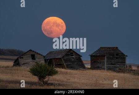 Full Moon Canada Stock Photo - Alamy