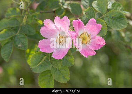 Rosa rubiginosa, also known as the sweet briar rose, is a shrub species ...