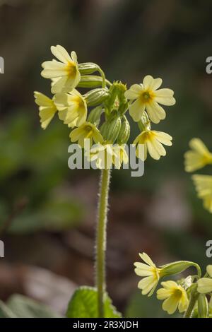 Primula elatior, commonly known as the Oxlip, True oxlip Stock Photo ...