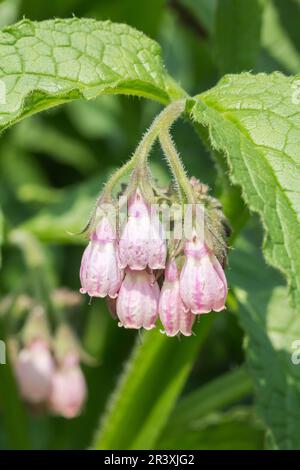 close up of wild common comfrey or true comfrey (Symphytum officinale ...