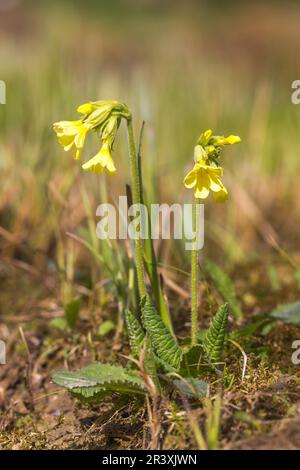 Primula elatior, commonly known as the Oxlip, True oxlip Stock Photo ...