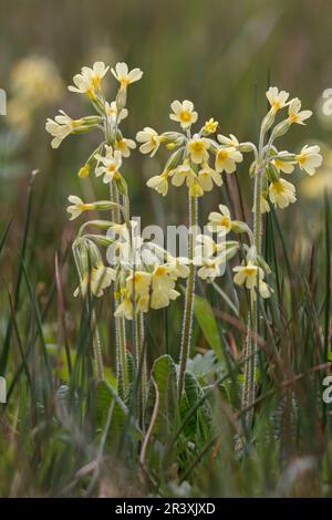 Primula elatior, commonly known as the Oxlip, True oxlip Stock Photo ...