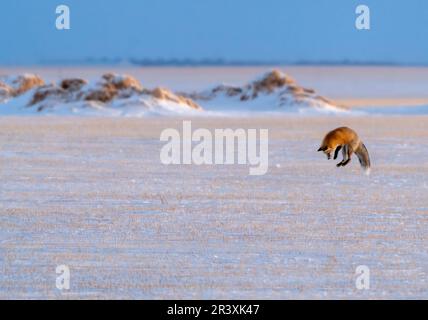 Wild Red Fox Jumping Stock Photo - Alamy
