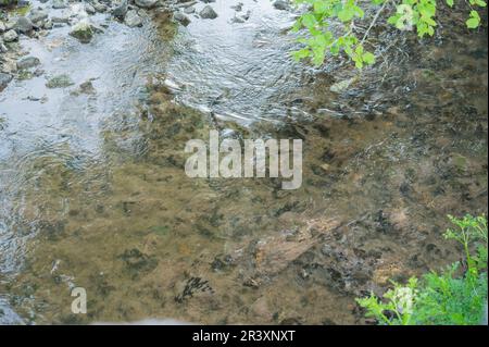Sewage fungus growing in the Afon Annell polluted from slurry from ...