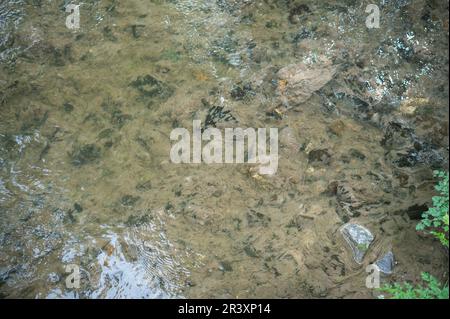 Sewage fungus growing in the Afon Annell polluted from slurry from ...
