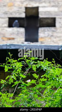 Hildesheim, Germany. 25th May, 2023. A rose blooms at the "1000-year ...