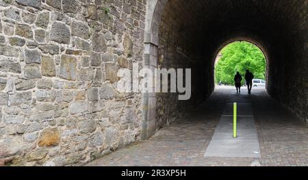 Hildesheim, Germany. 25th May, 2023. A first tentative rose blooms at ...