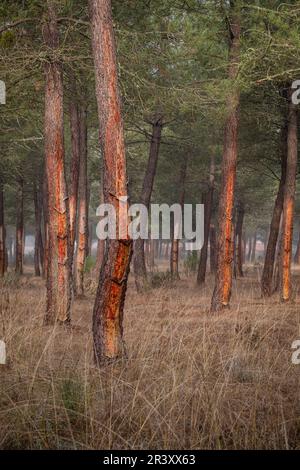 Resin extraction in a Pinus pinaster forest Stock Photo - Alamy