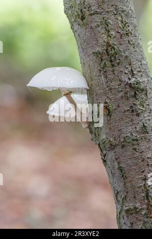 Mucidula mucida, syn. Oudemansiella mucida, known as Porcelain fungus ...