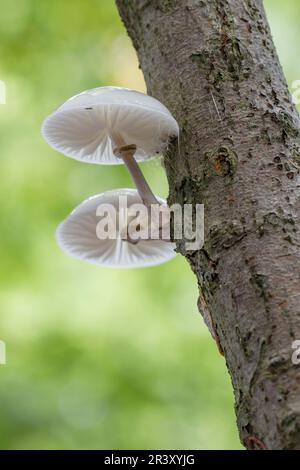 Mucidula mucida, syn. Oudemansiella mucida, known as Porcelain fungus ...