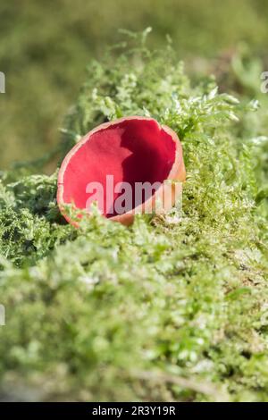 Sarcoscypha coccinea, known as Scarlet elf cup, Scarlet cup, Scarlet ...