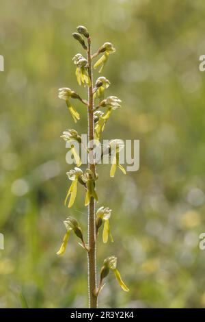 Neottia ovata, syn. Listera ovata, known as Common twayblade, Greater ...