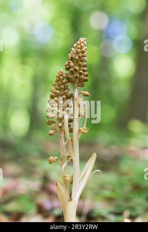 Neottia nidus-avis, known as the Bird's-nest orchid Stock Photo - Alamy