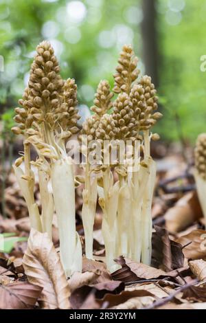 Neottia nidus-avis, known as the Bird's-nest orchid Stock Photo - Alamy