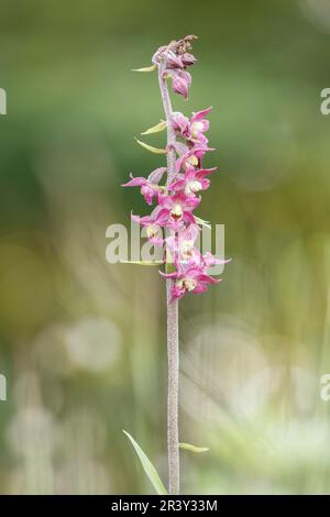 Epipactis atrorubens, known as Dark-red helleborine, Royal helleborine ...