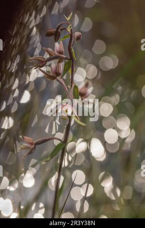 Marsh Helleborine, Epipactis palustris Photo: Bengt Ekman / TT / code ...