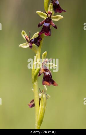 Ophrys insectifera, known as Fly orchid, Insect-bearing ophrys Stock ...