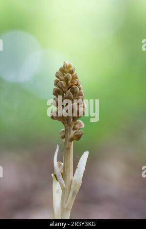 Neottia nidus-avis, known as the Bird's-nest orchid Stock Photo - Alamy