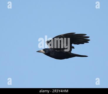 Nesting rook, male feeds female Stock Photo - Alamy
