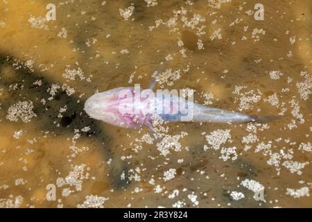 Blind cavefish (Typhleotris madagascariensis), Tsimanampetsotsa ...