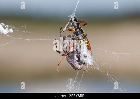 Nuctenea umbratica, (former Araneus umbraticus) with wasp, known as ...