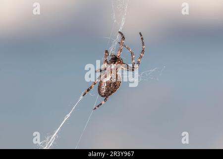 Nuctenea umbratica, (former Araneus umbraticus) with wasp, known as ...