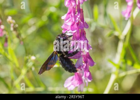 Xylocopa species, known as the Carpenter bee Stock Photo - Alamy