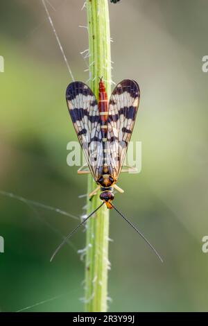 Common scorpion-fly female (Panorpa communis: Panorpidae) feeding on a ...