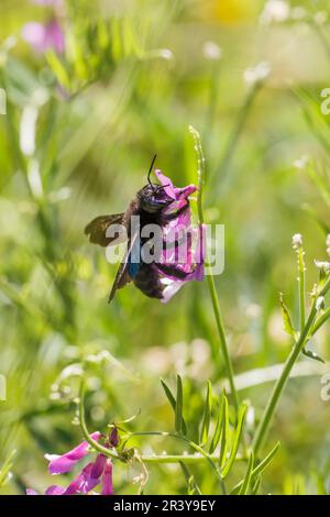 Xylocopa species, known as the Carpenter bee Stock Photo - Alamy