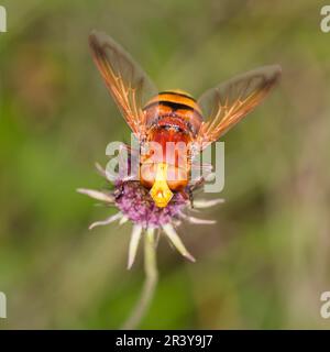 Volucella Zonaria, Hornet Hoverfly, also known as the Hornet Mimic ...