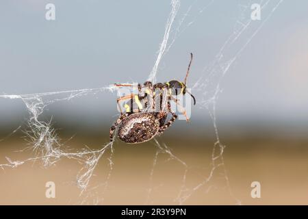 Nuctenea umbratica, (former Araneus umbraticus) with wasp, known as ...