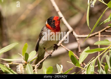 Red-faced warbler sitting on a perch Stock Photo - Alamy
