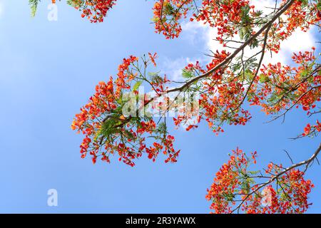 Bright red phoenix flowers bloom against the blue sky Stock Photo - Alamy