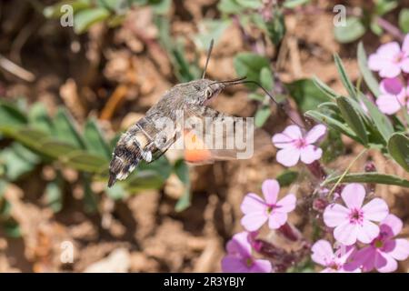 Macroglossum stellatum, known as Hummingbird hawkmoth, Hummingbird hawk ...
