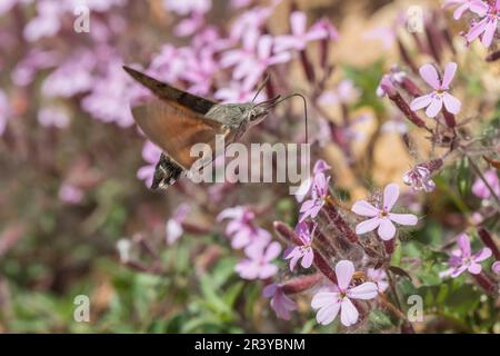 Macroglossum stellatum, known as Hummingbird hawkmoth, Hummingbird hawk ...