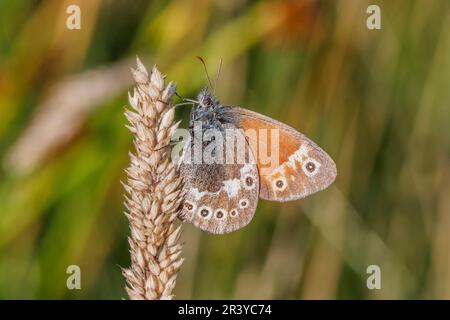 Coenonympha tullia, known as Common ringlet, Large heath Stock Photo ...