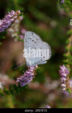 The Celastrina argiolus, also known as the Spring Azure butterfly, was ...