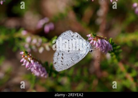 The Celastrina argiolus, also known as the Spring Azure butterfly, was ...