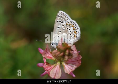 Polyommatus escheri, commonly known as the Escher's blue butterfly ...