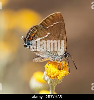 Satyrium spini, known as the Blue spot hairstreak, Blue-spot, Blue-spot ...