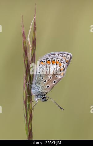 Polyommatus icarus (female butterfly) known as Common blue butterfly ...