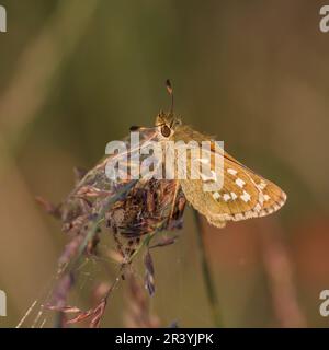 Hesperia comma, known as Silver-spotted skipper, Common branded skipper ...