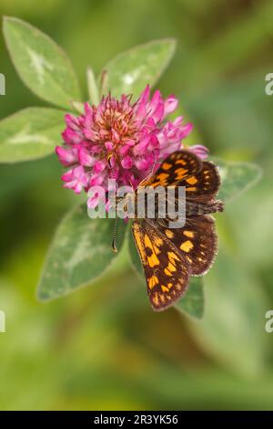 Carterocephalus palaemon, known as Chequered skipper butterfly Stock ...