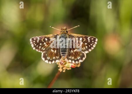 Spiala sertorius, known as Red-underwing skipper butterfly, Red ...