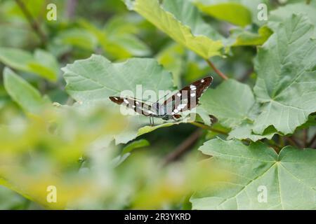 Limenitis reducta, known as the Southern white admiral butterfly Stock ...