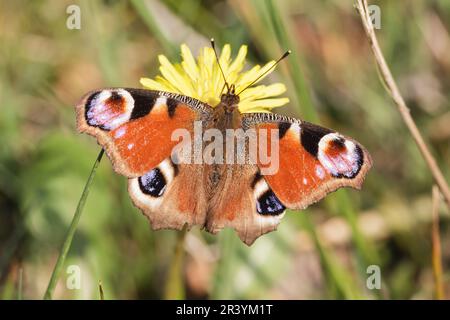 Inachis io, syn. Nymphalis io, known as Peacock butterfly, European ...