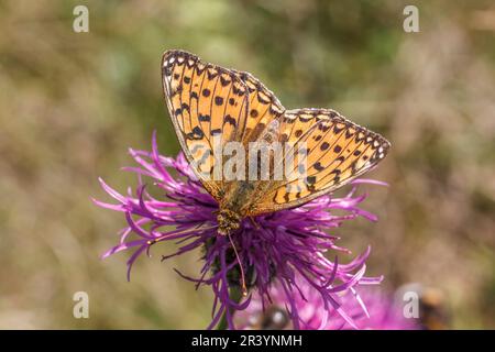 Speyeria aglaja, syn. Argynnis aglaja, known as Dark green frittilary ...