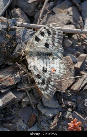 Parnassius apollo viningensis, known as the Apollo, also Mountain ...